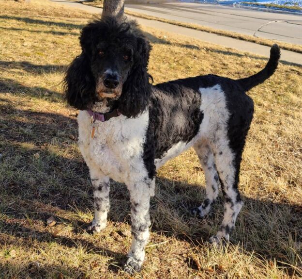 POODLES AVAILABLE FOR ADOPTION | Picket Fence Poodle Rescue