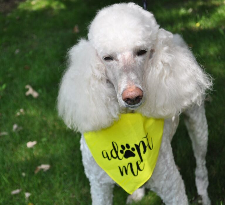 POODLES AVAILABLE FOR ADOPTION | Picket Fence Poodle Rescue