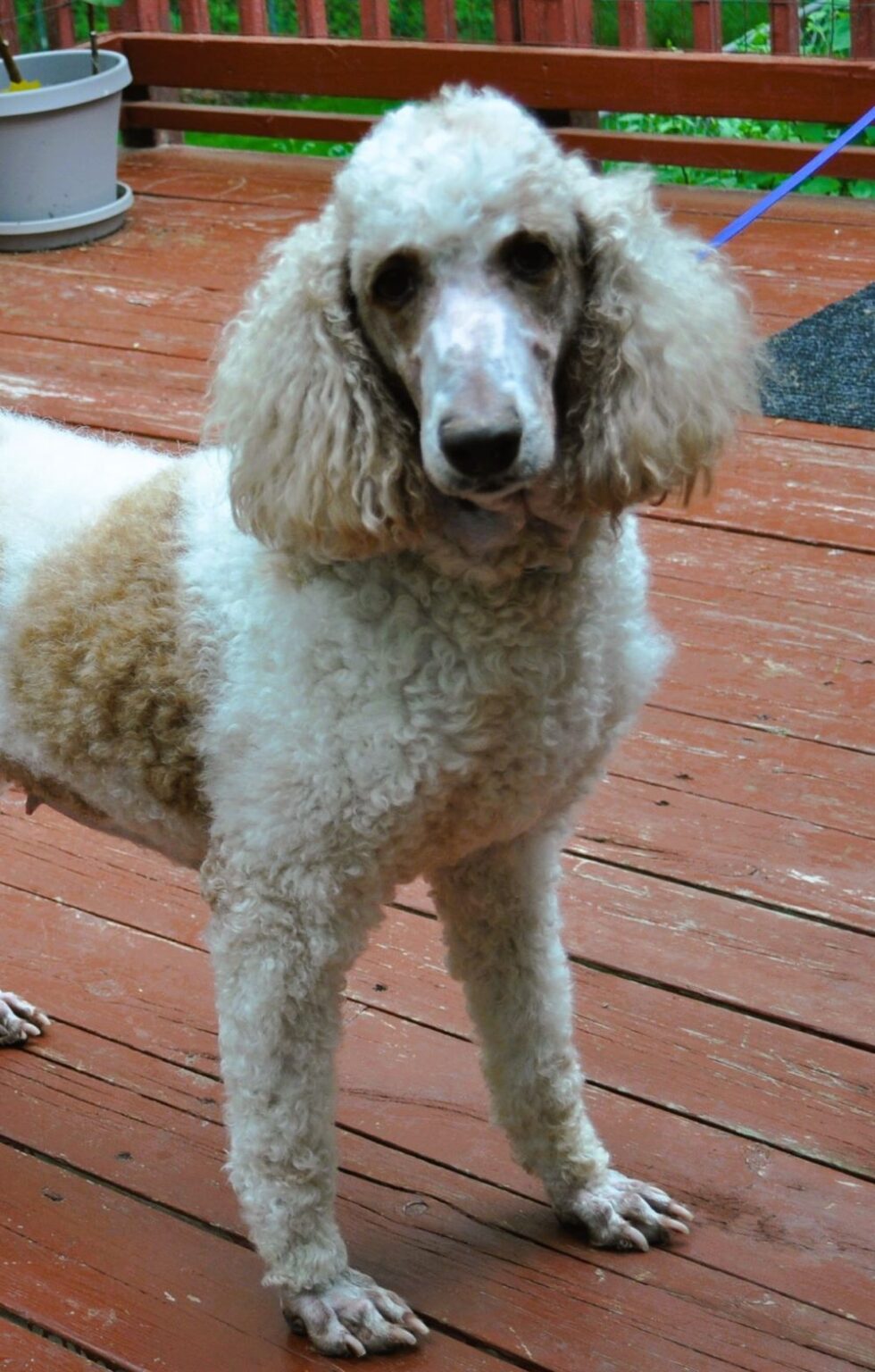 POODLES AVAILABLE FOR ADOPTION | Picket Fence Poodle Rescue