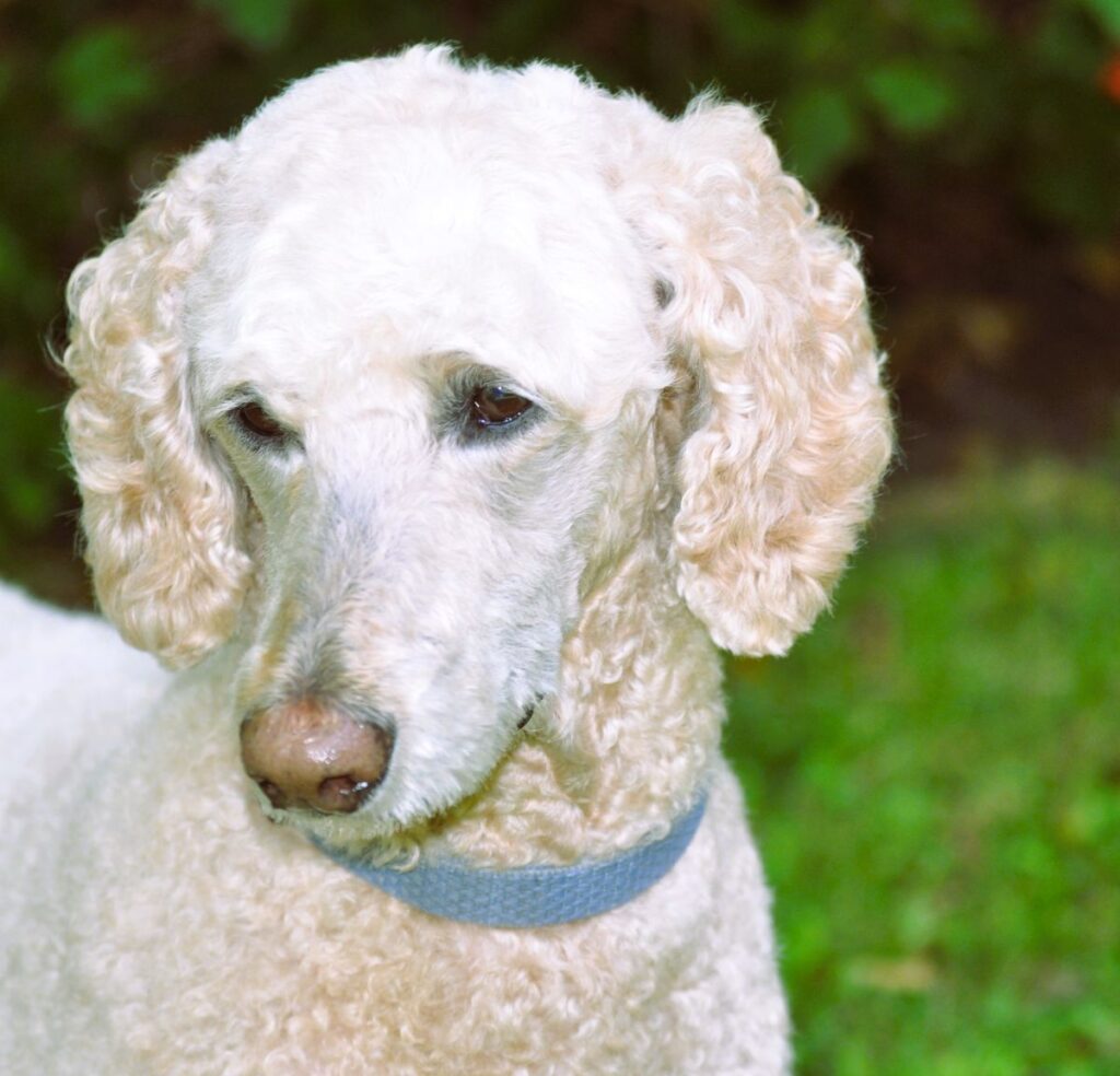 POODLES AVAILABLE FOR ADOPTION | Picket Fence Poodle Rescue